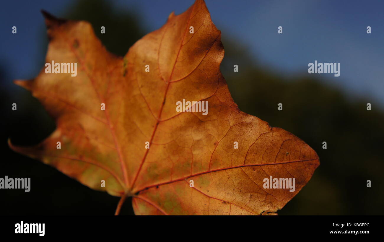 Autumn tree with changing leaves Stock Photo - Alamy
