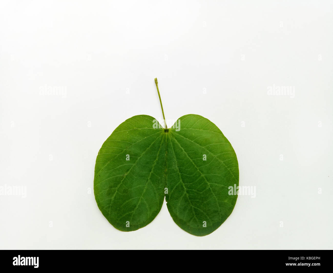 Apta tree hi-res stock photography and images - Alamy