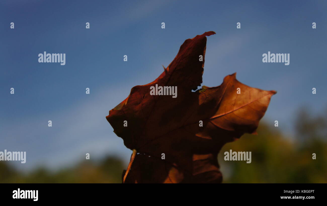 Autumn tree with changing leaves Stock Photo - Alamy