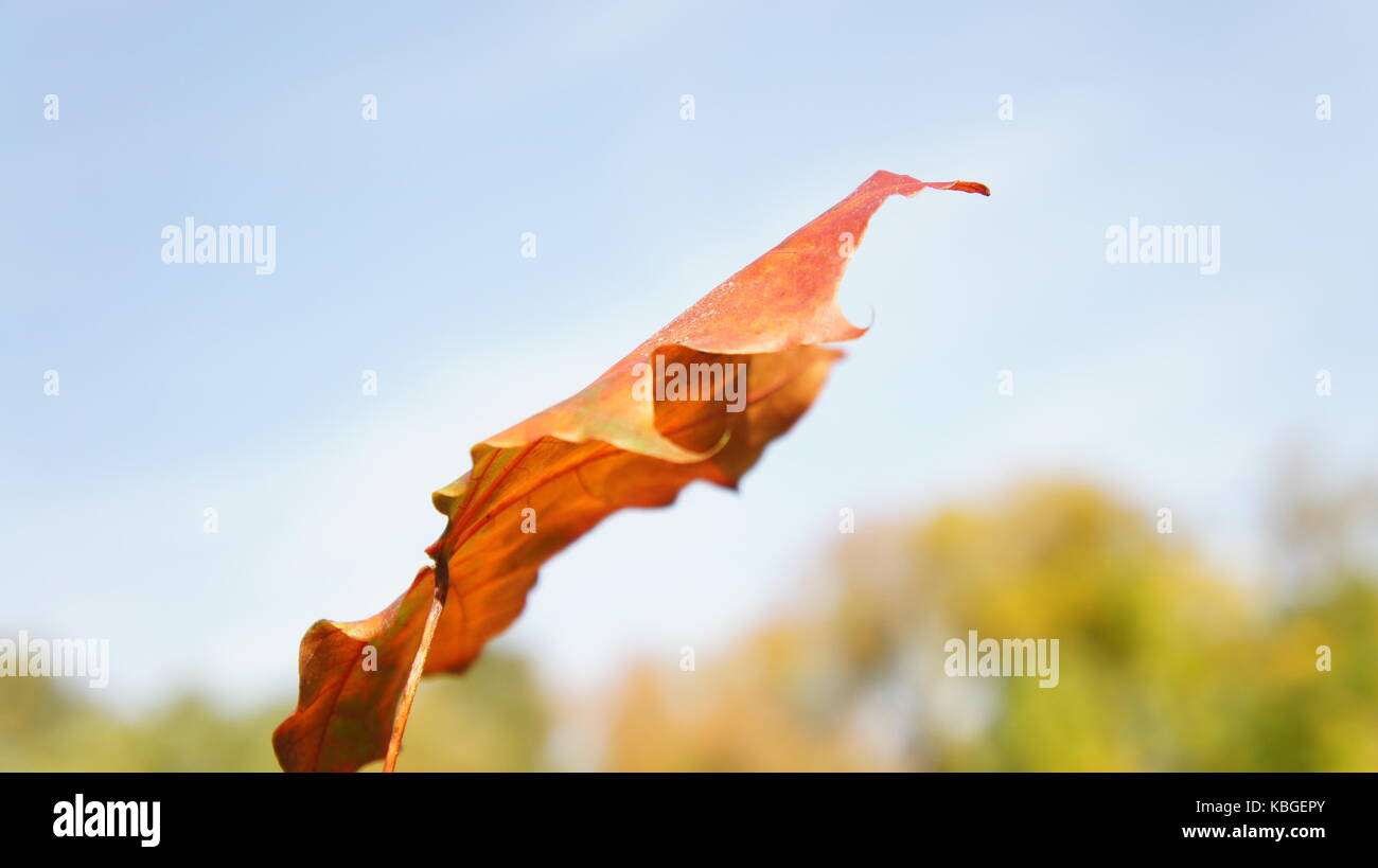 Autumn tree with changing leaves Stock Photo - Alamy