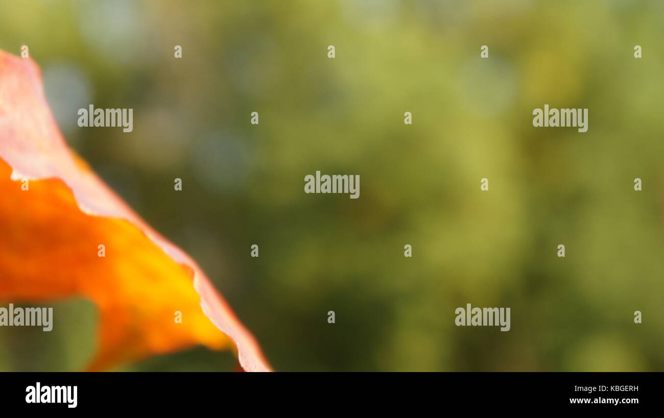 Autumn tree with changing leaves Stock Photo - Alamy