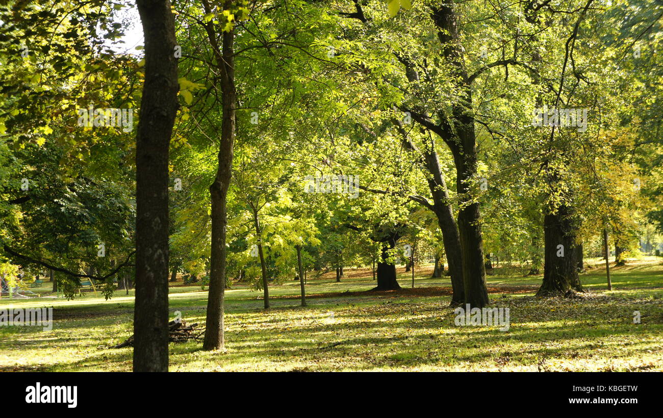 Autumn tree with changing leaves Stock Photo - Alamy