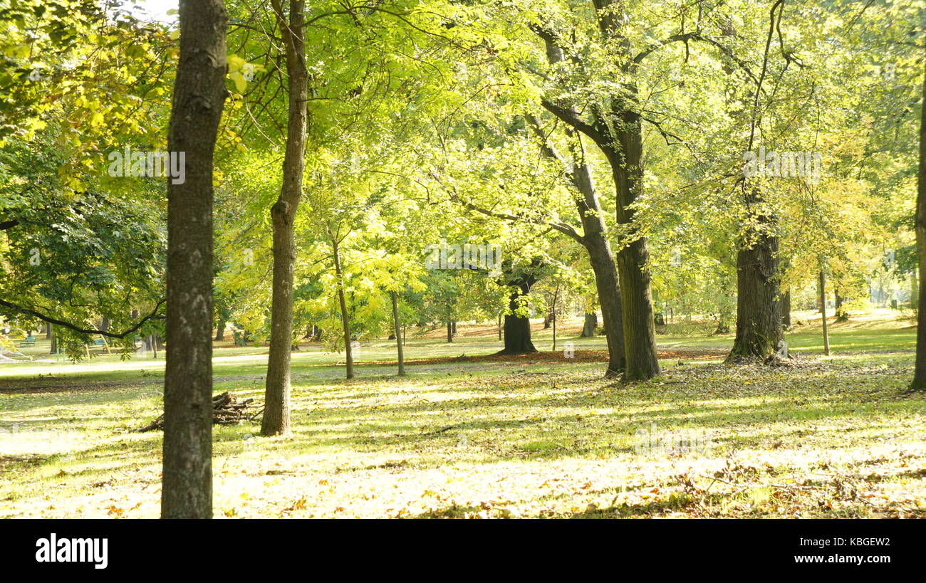 Autumn tree with changing leaves Stock Photo - Alamy