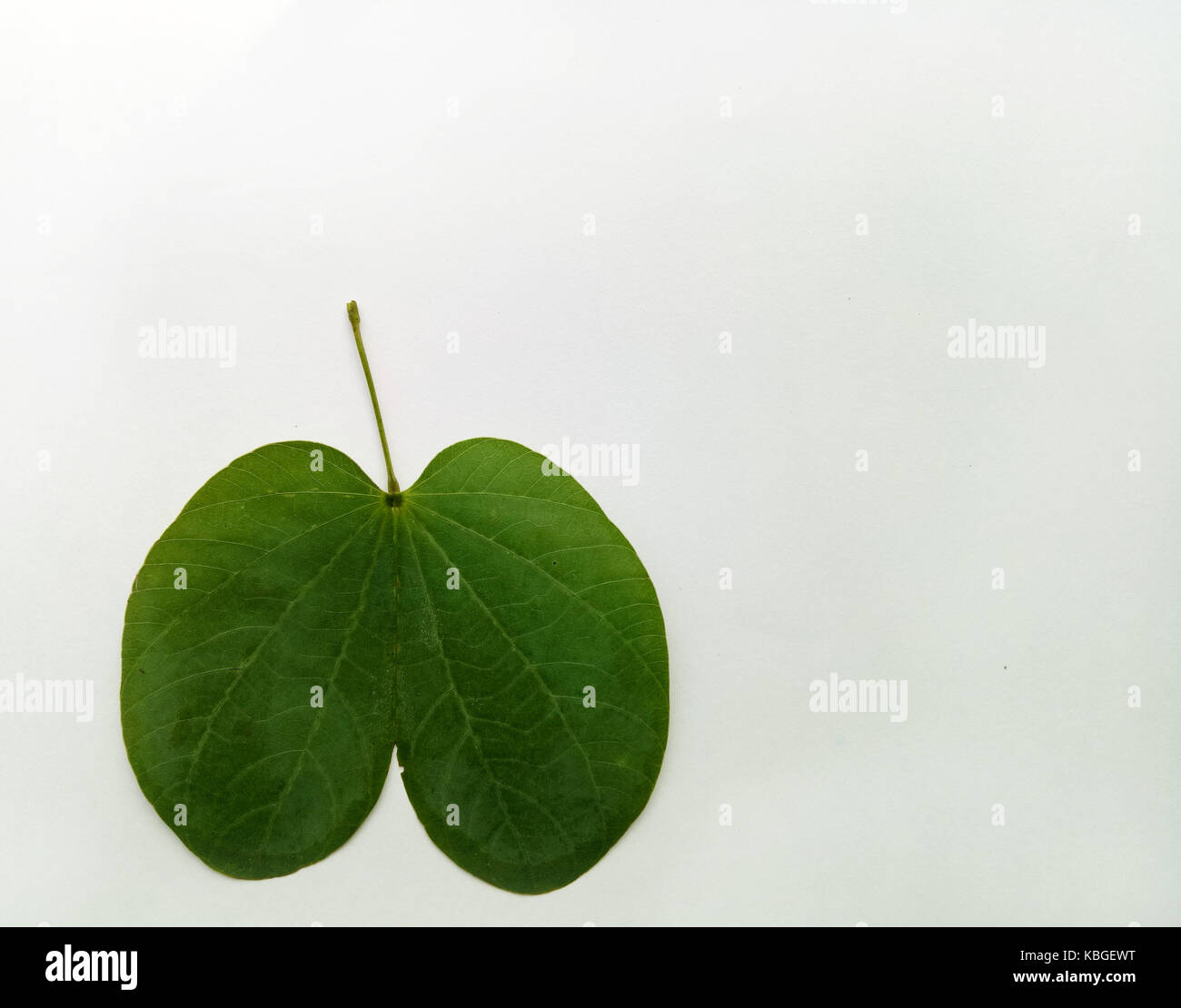 Sacred Leaf Hindu Devotional Festival Stock Photo - Alamy