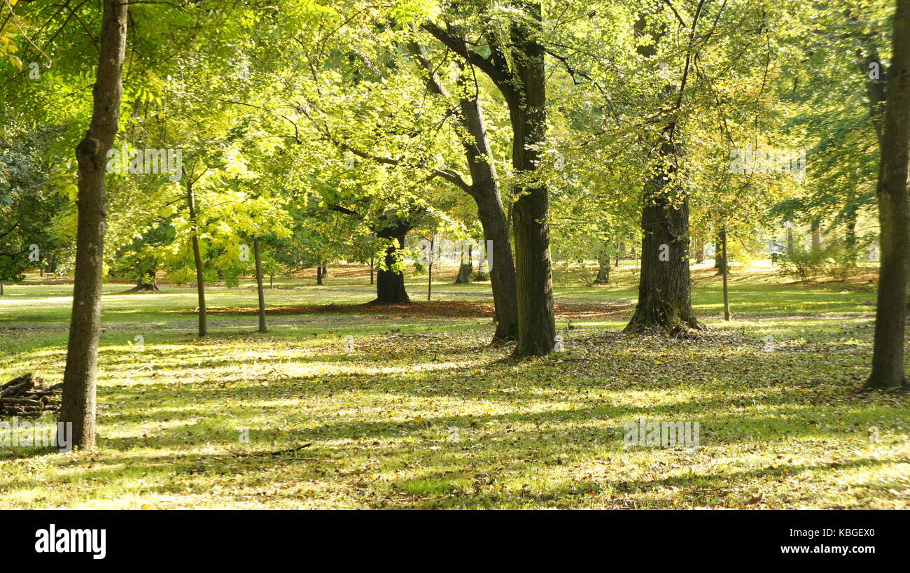 Autumn tree with changing leaves Stock Photo - Alamy