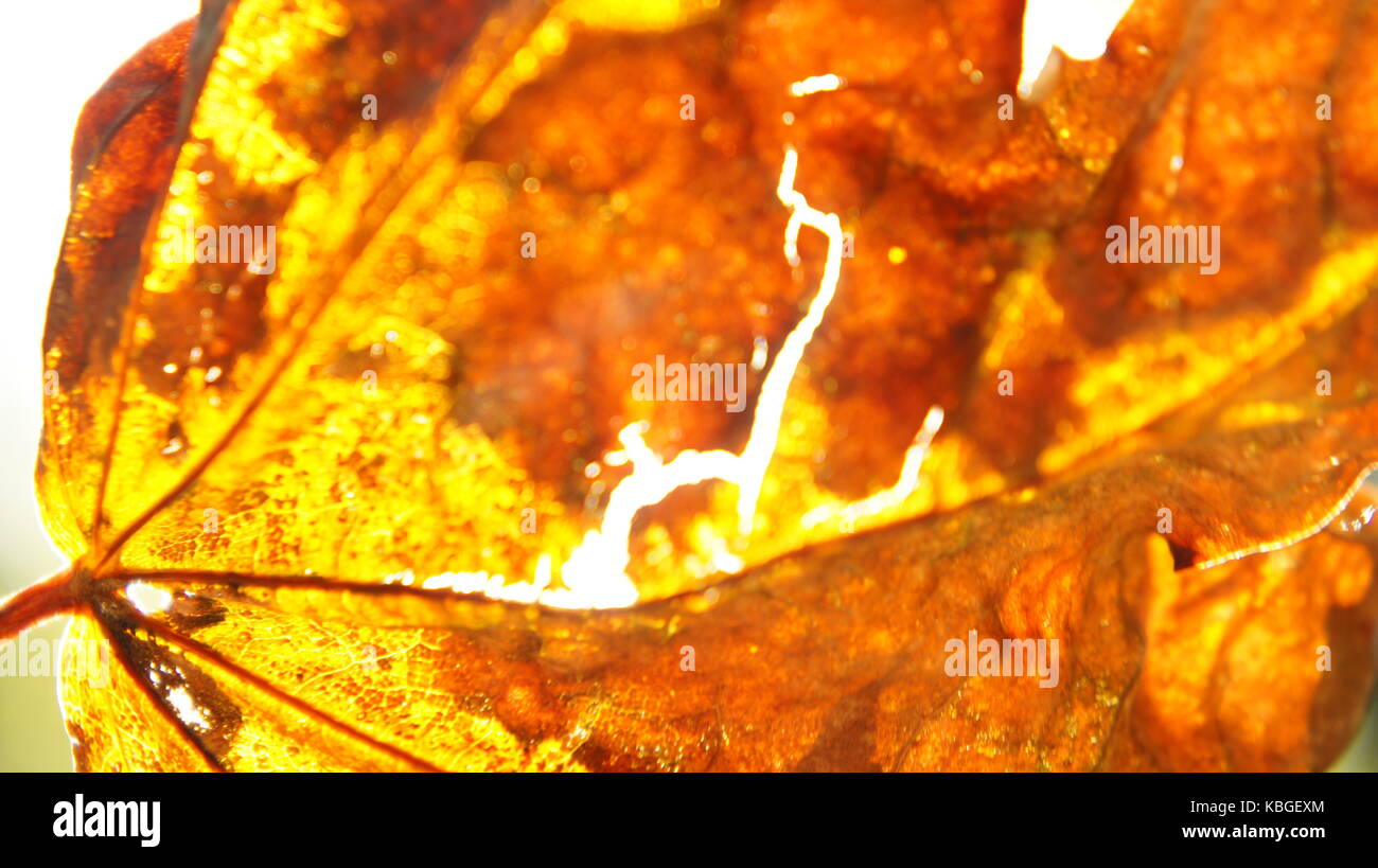 Colored leaves falling from the sky Stock Photo - Alamy