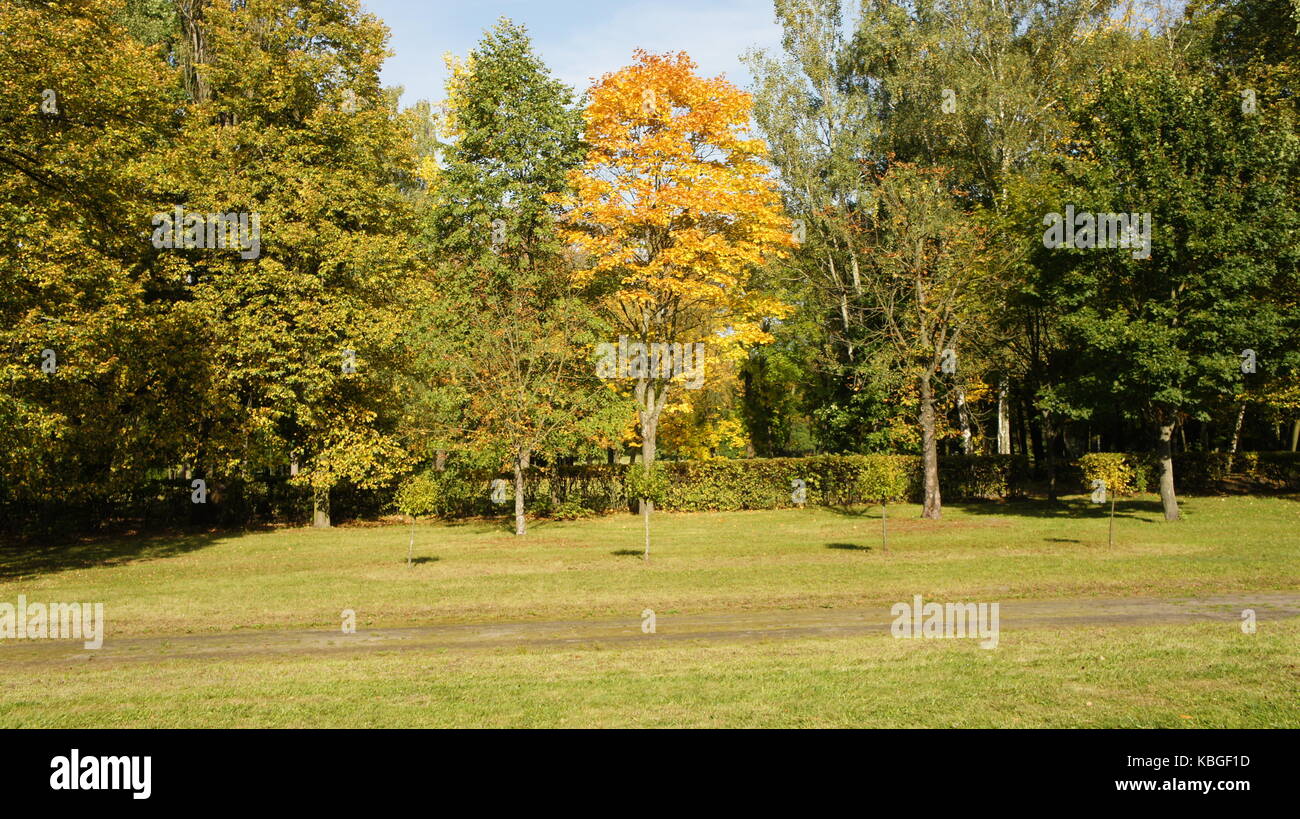 Autumn fall Gold Trees in a beautiful park Stock Photo - Alamy