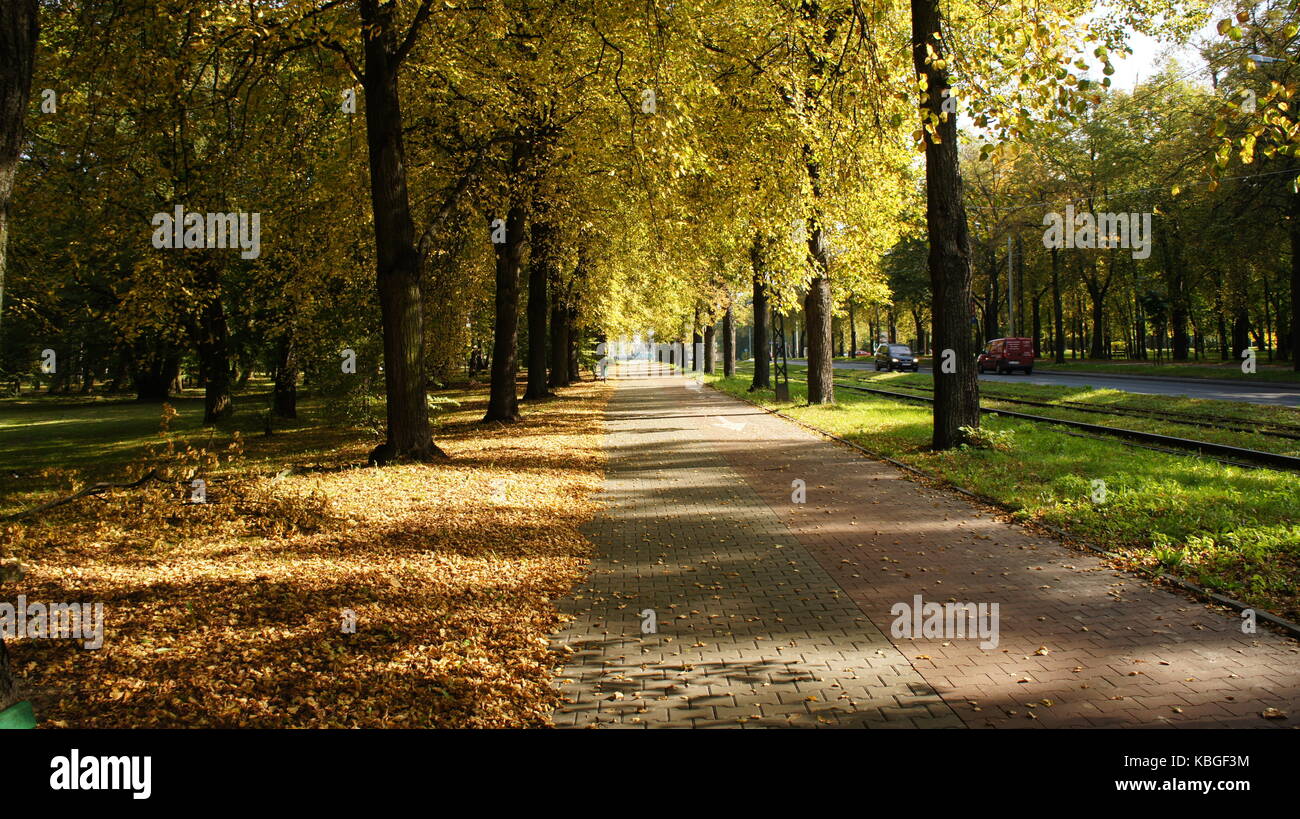 Autumn fall Gold Trees in a beautiful park Stock Photo - Alamy