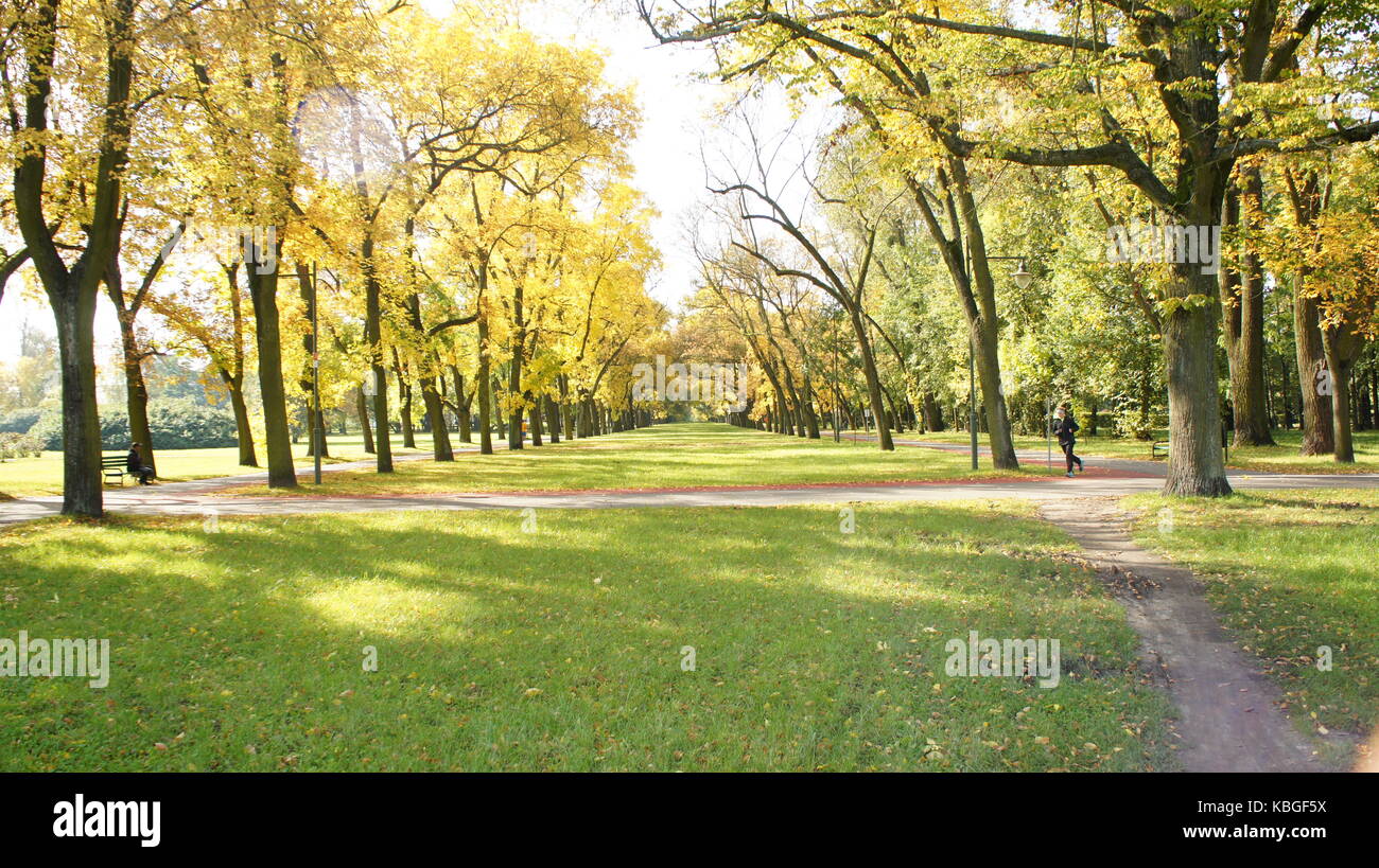 Autumn fall Gold Trees in a beautiful park Stock Photo - Alamy