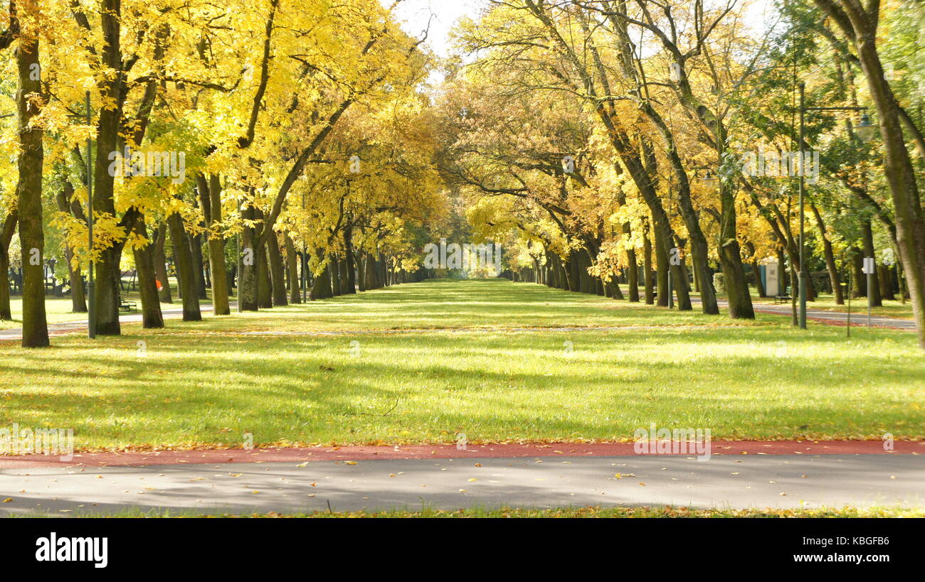 Autumn fall Gold Trees in a beautiful park Stock Photo - Alamy