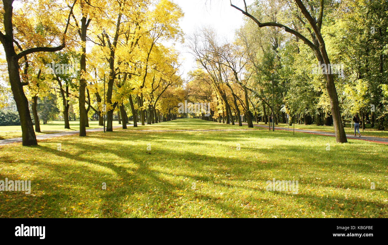 Autumn fall Gold Trees in a beautiful park Stock Photo - Alamy