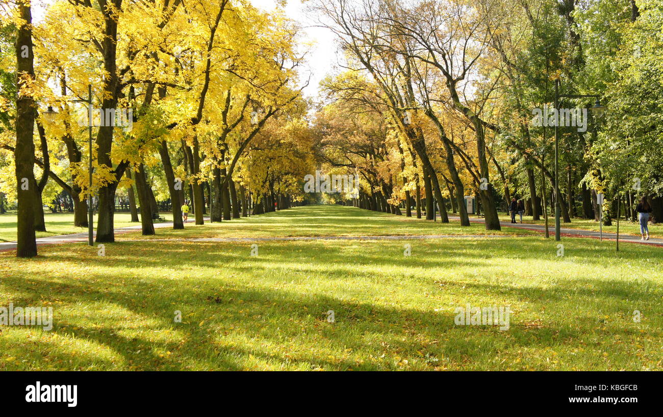Autumn fall Gold Trees in a beautiful park Stock Photo - Alamy