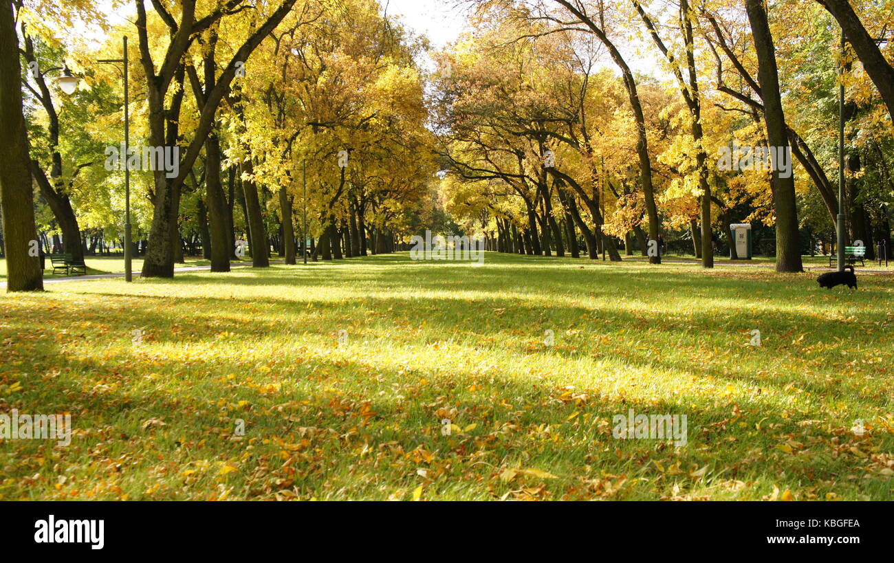 Autumn fall Gold Trees in a beautiful park Stock Photo - Alamy