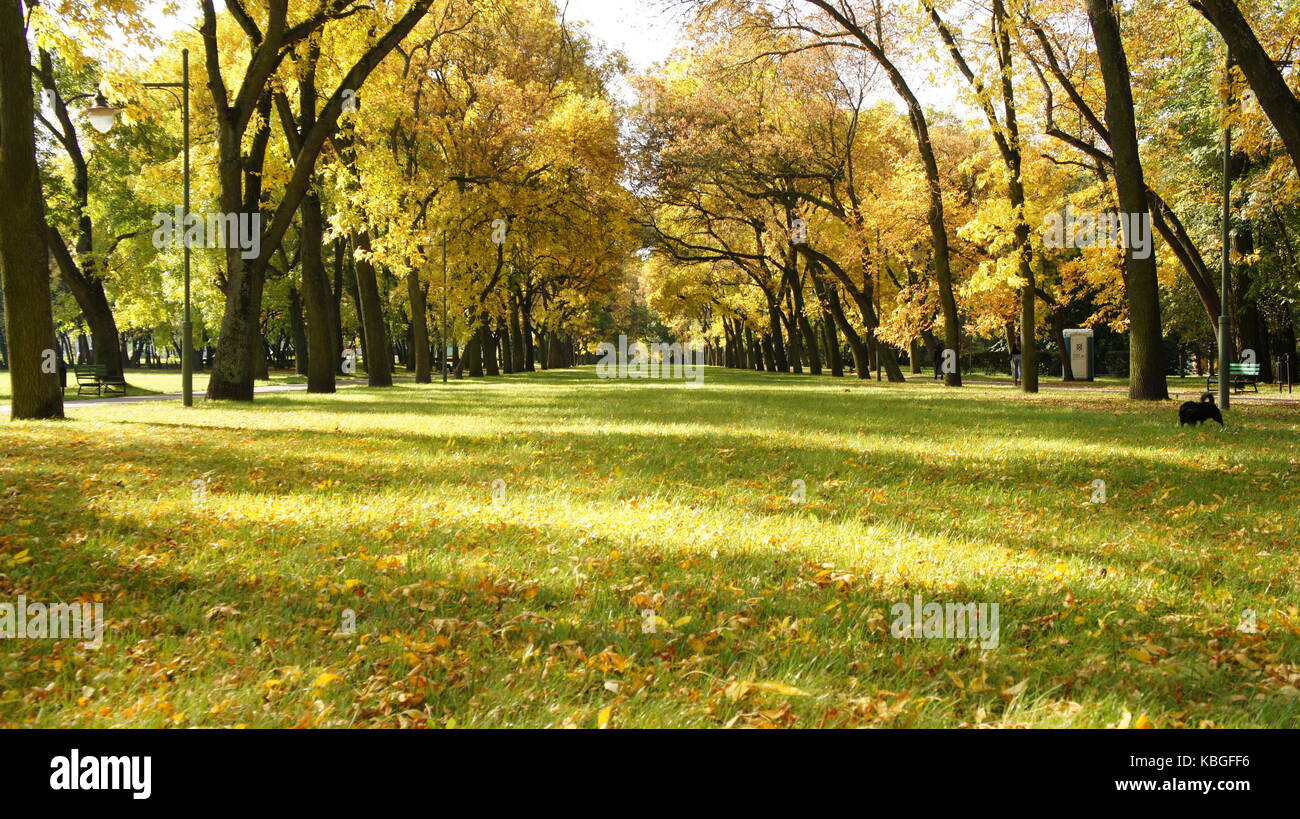 Autumn fall Gold Trees in a beautiful park Stock Photo - Alamy