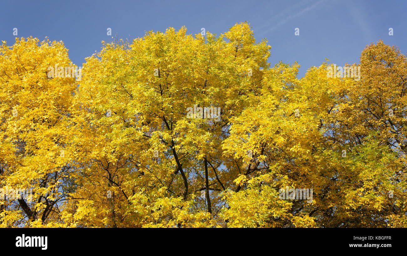 Autumn fall Gold Trees in a beautiful park Stock Photo - Alamy