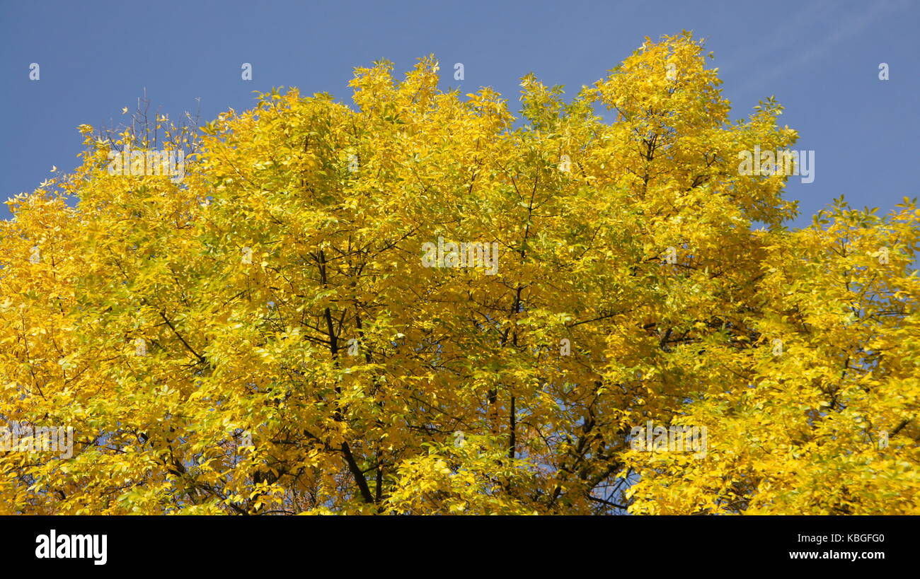 Autumn fall Gold Trees in a beautiful park Stock Photo - Alamy
