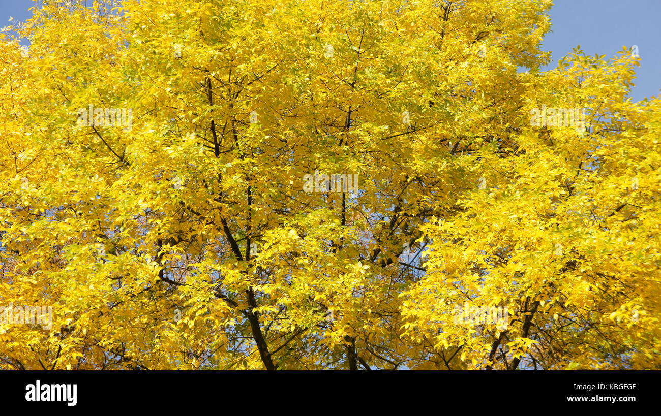 Autumn fall Gold Trees in a beautiful park Stock Photo - Alamy
