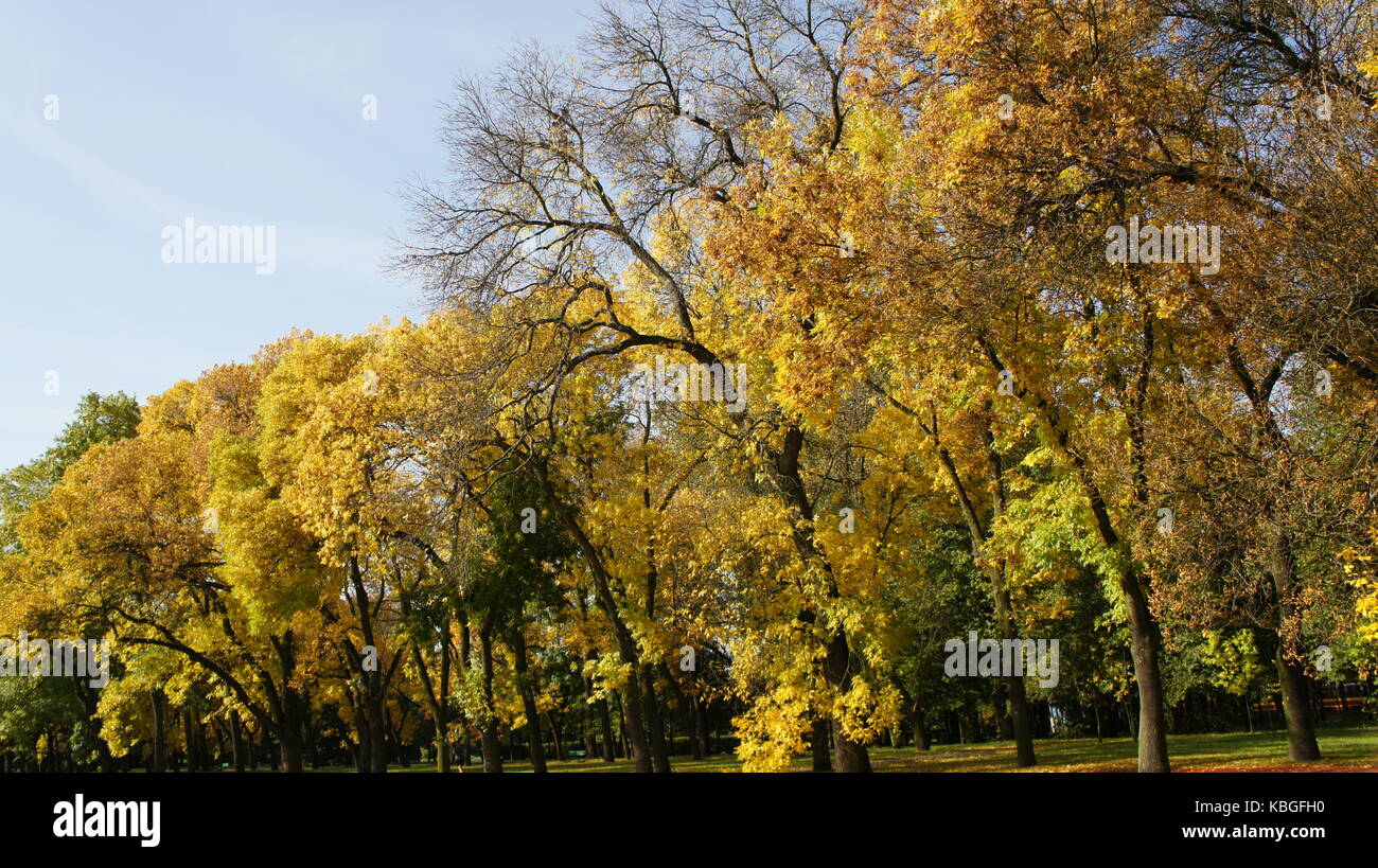 Autumn fall Gold Trees in a beautiful park Stock Photo - Alamy
