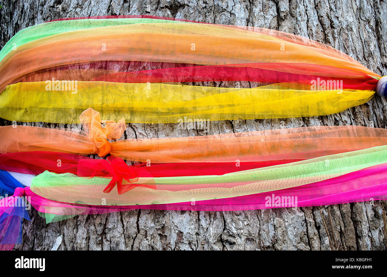 Sacred Tree wrapped with scarves as offering, in Wat Chedi Luang temple ...