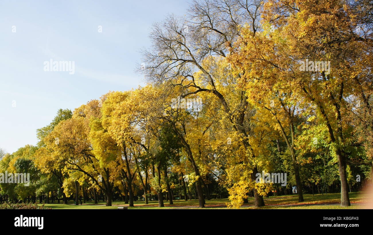 Autumn fall Gold Trees in a beautiful park Stock Photo - Alamy