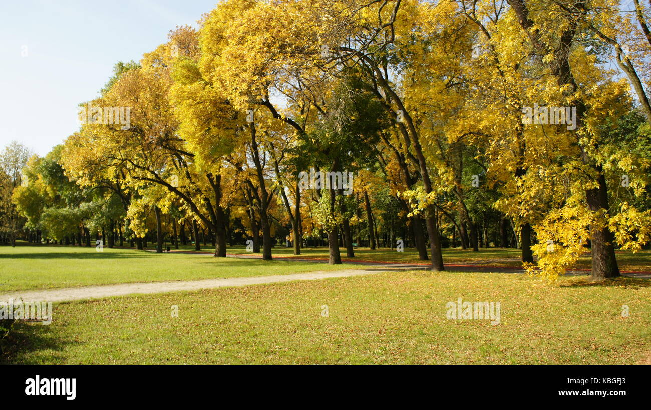 Autumn fall Gold Trees in a beautiful park Stock Photo - Alamy