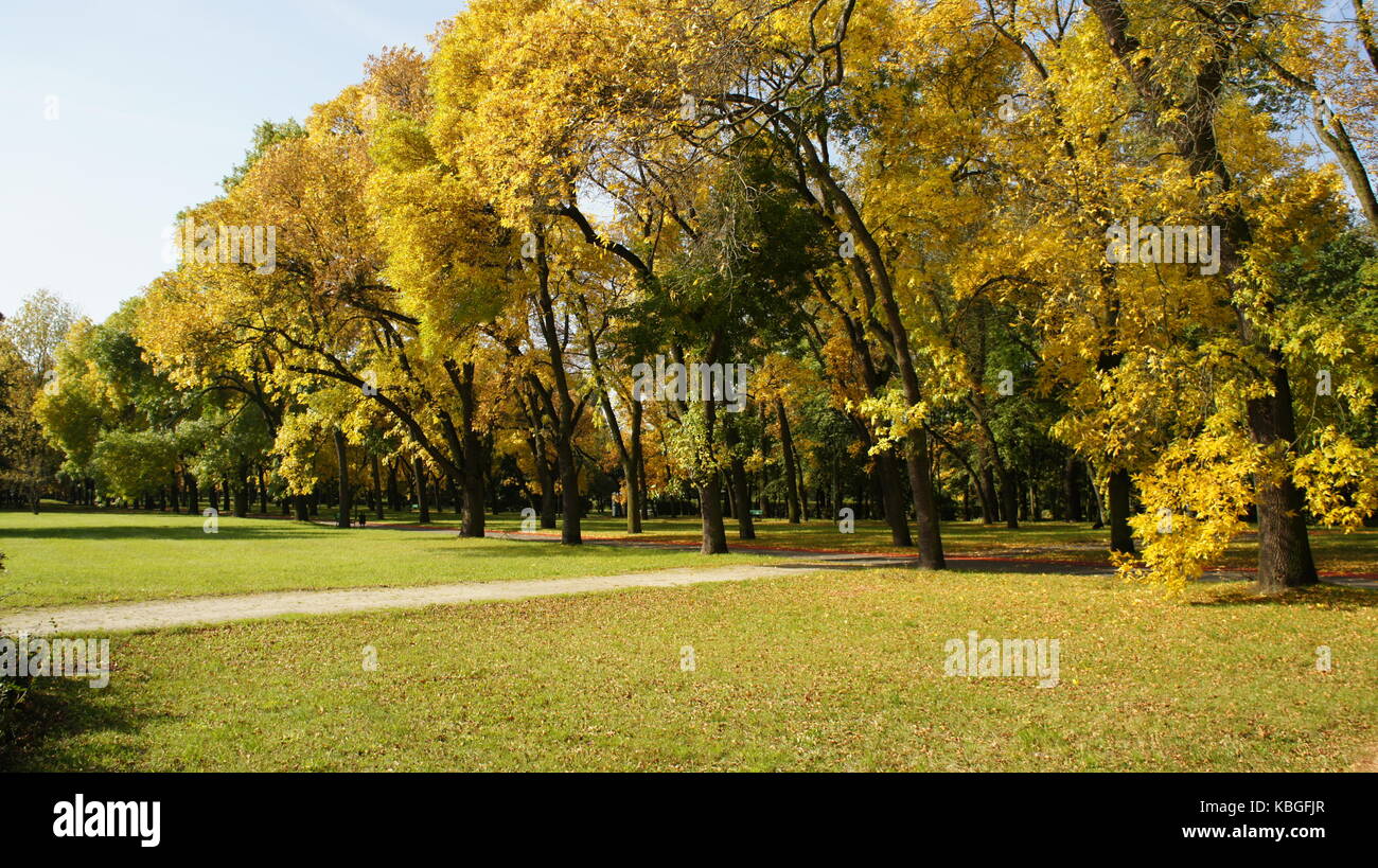 Autumn fall Gold Trees in a beautiful park Stock Photo - Alamy