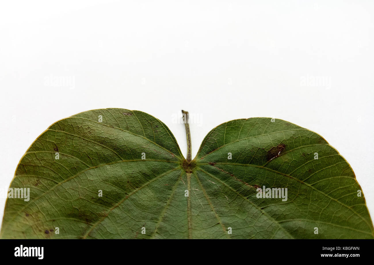 Apta tree hi-res stock photography and images - Alamy