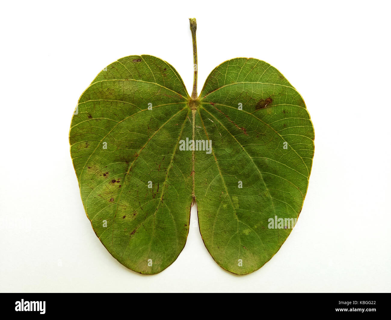 Sacred Leaf Hindu Devotional Festival Stock Photo - Alamy