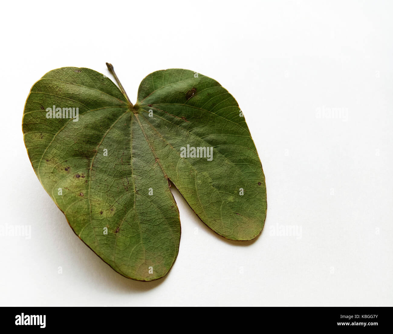 Sacred Leaf Hindu Devotional Festival Stock Photo - Alamy
