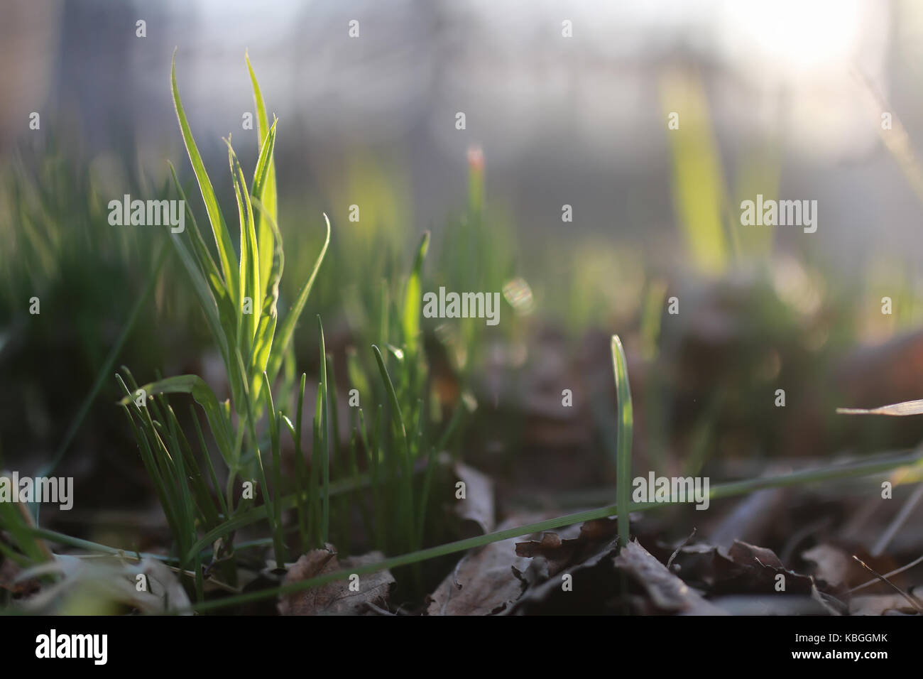 spring grass and flower Stock Photo - Alamy