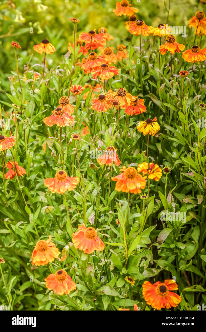 English country garden flowers hi-res stock photography and images - Alamy