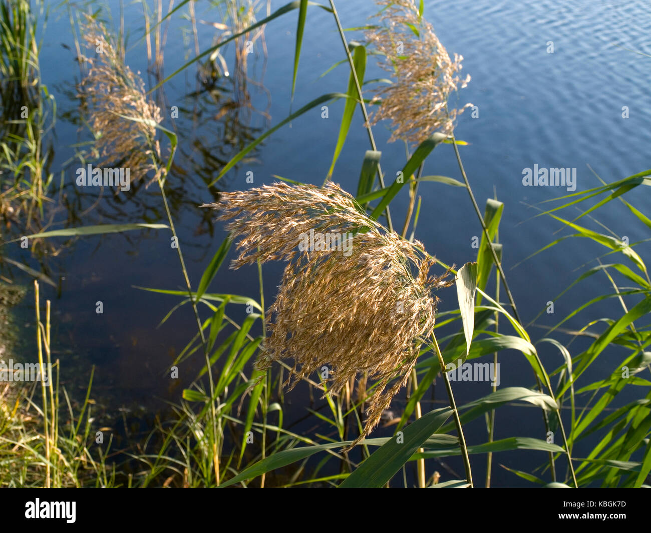 Phragmites australis seed head in autumn Stock Photo - Alamy