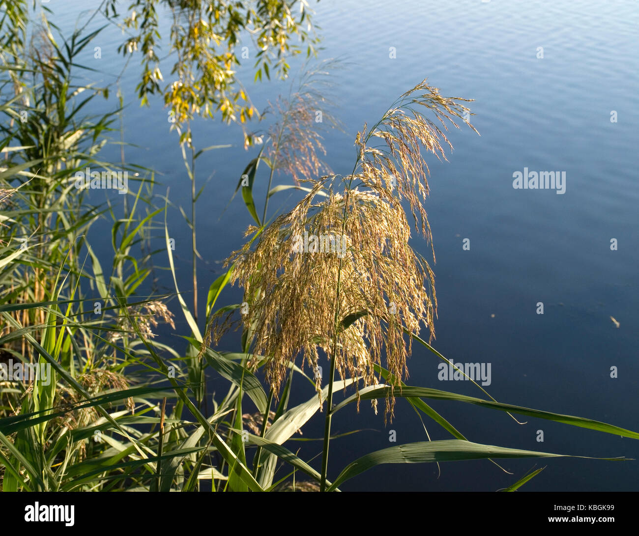 Phragmites australis seed head in autumn Stock Photo - Alamy
