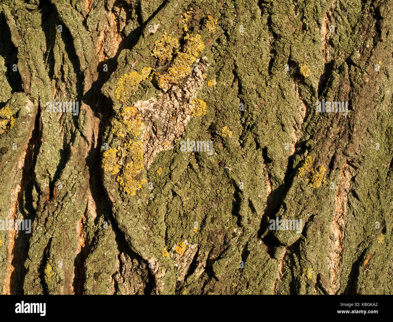 Bark of poplar tree Stock Photo - Alamy