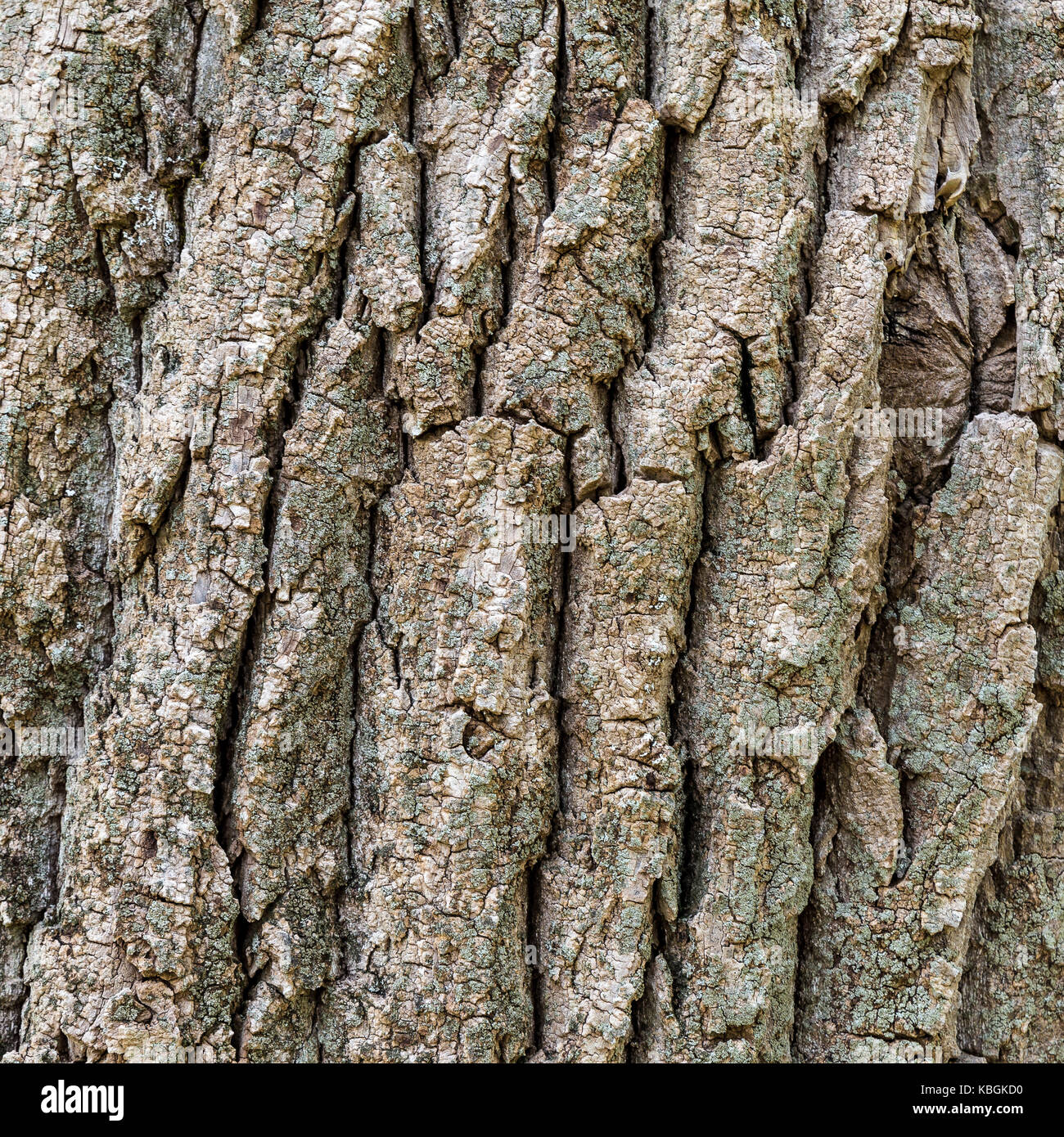 Texture (background) shot of brown tree bark, filling the frame Stock ...