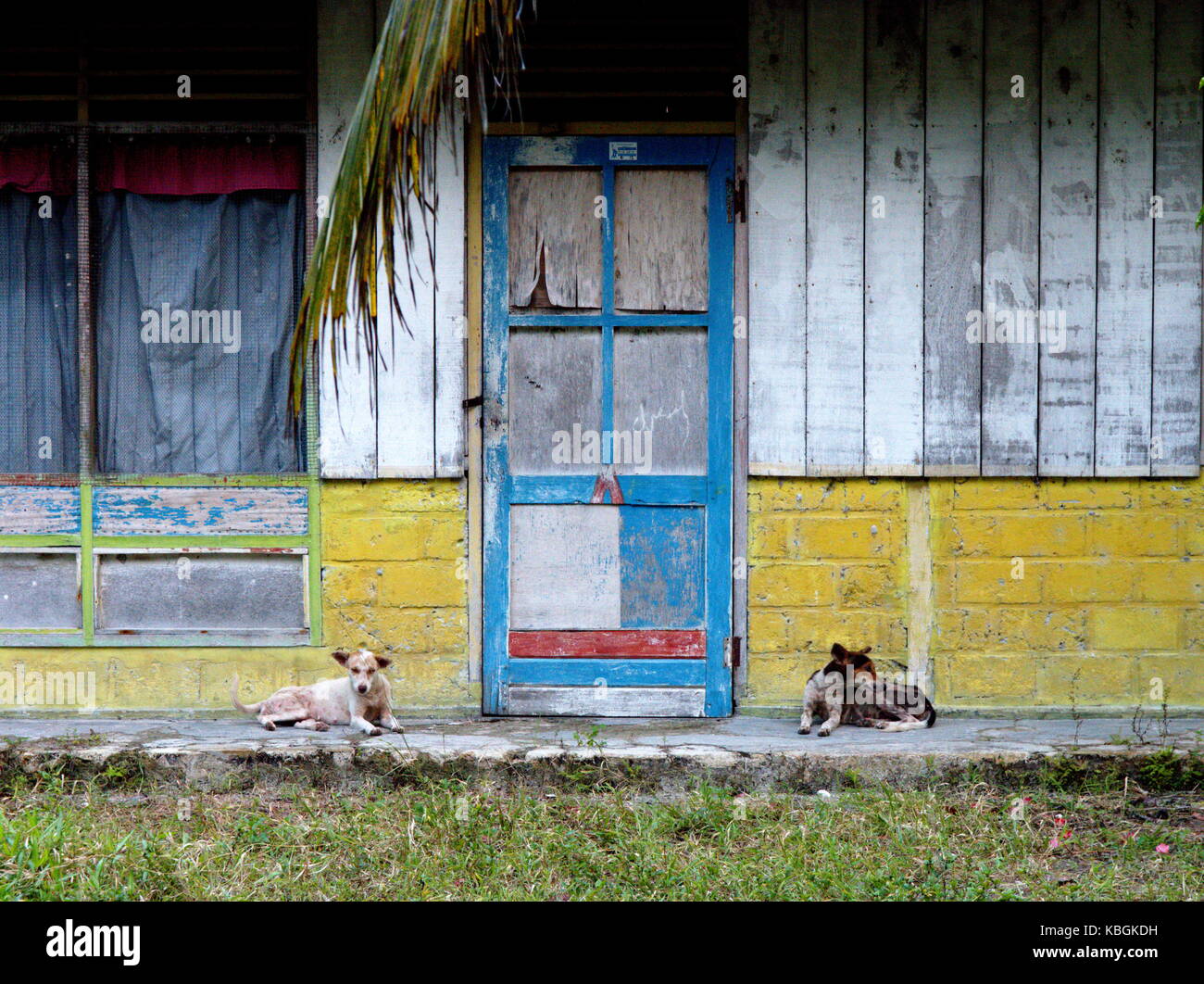 Small dogs watching their masters home in Biak, Papua, Indonesia Stock ...