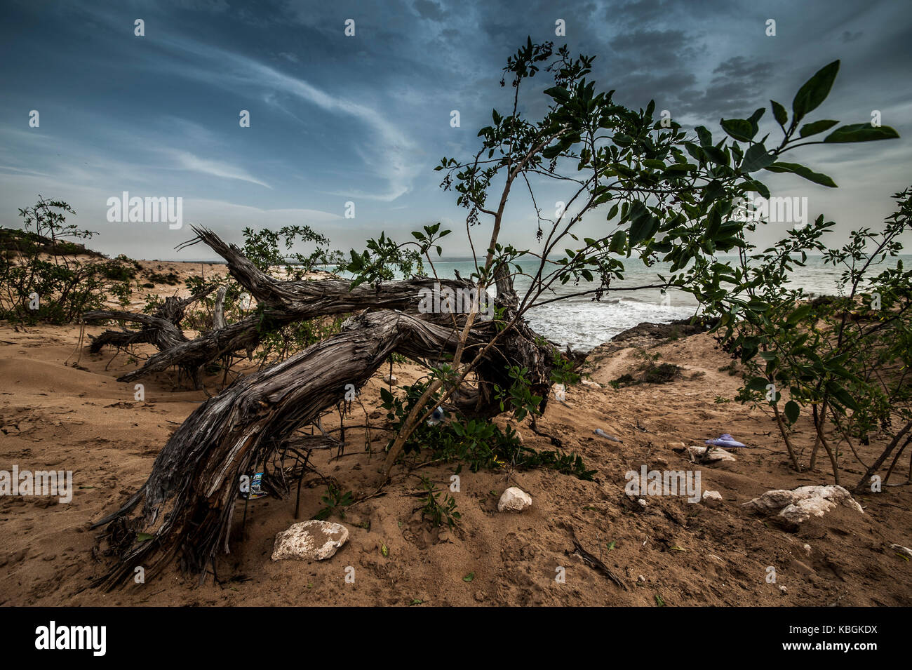 Dried tree root on the Atlantic coast near Essaouira, Morocco Stock ...