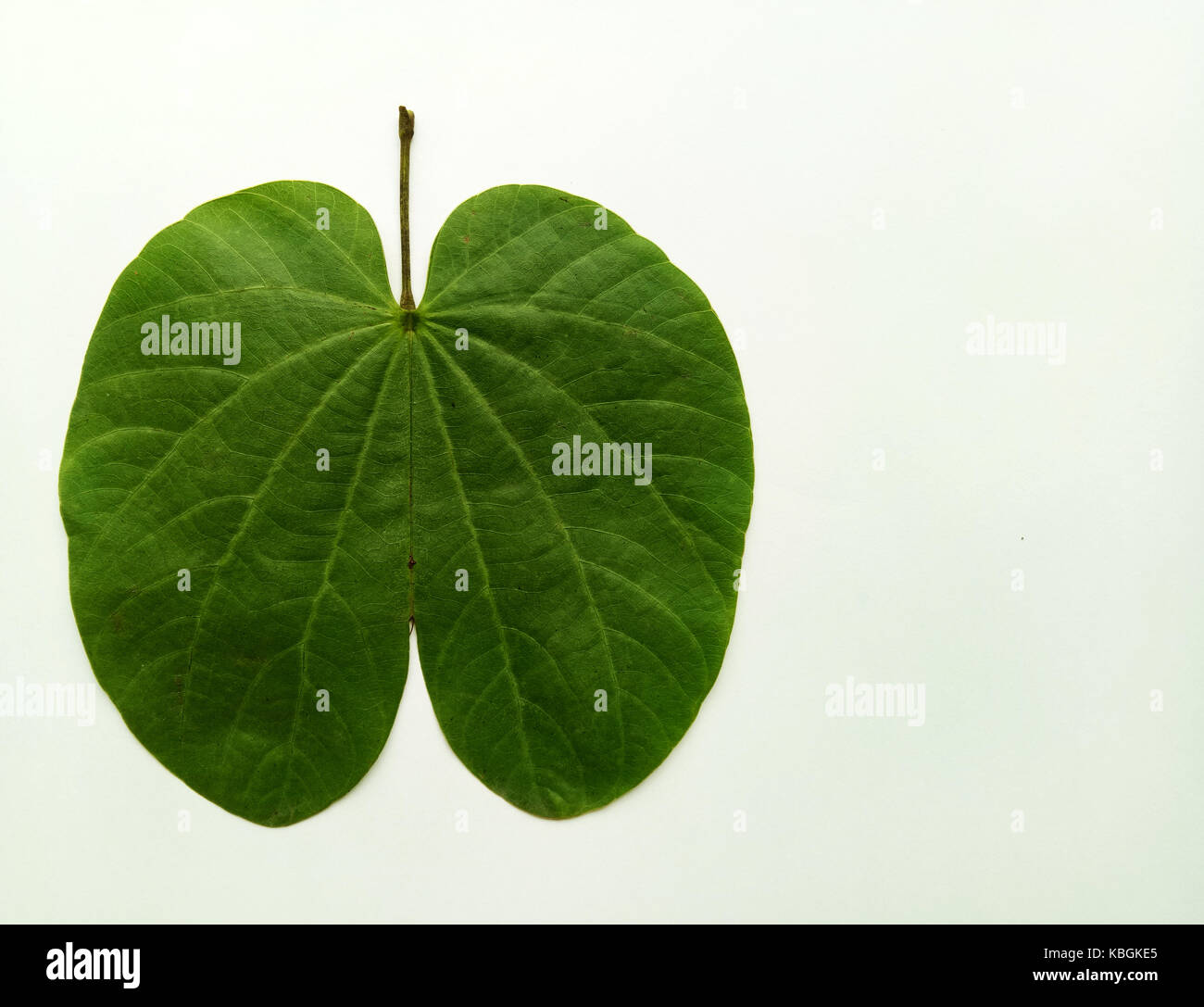 Sacred Leaf Hindu Devotional Festival Stock Photo - Alamy