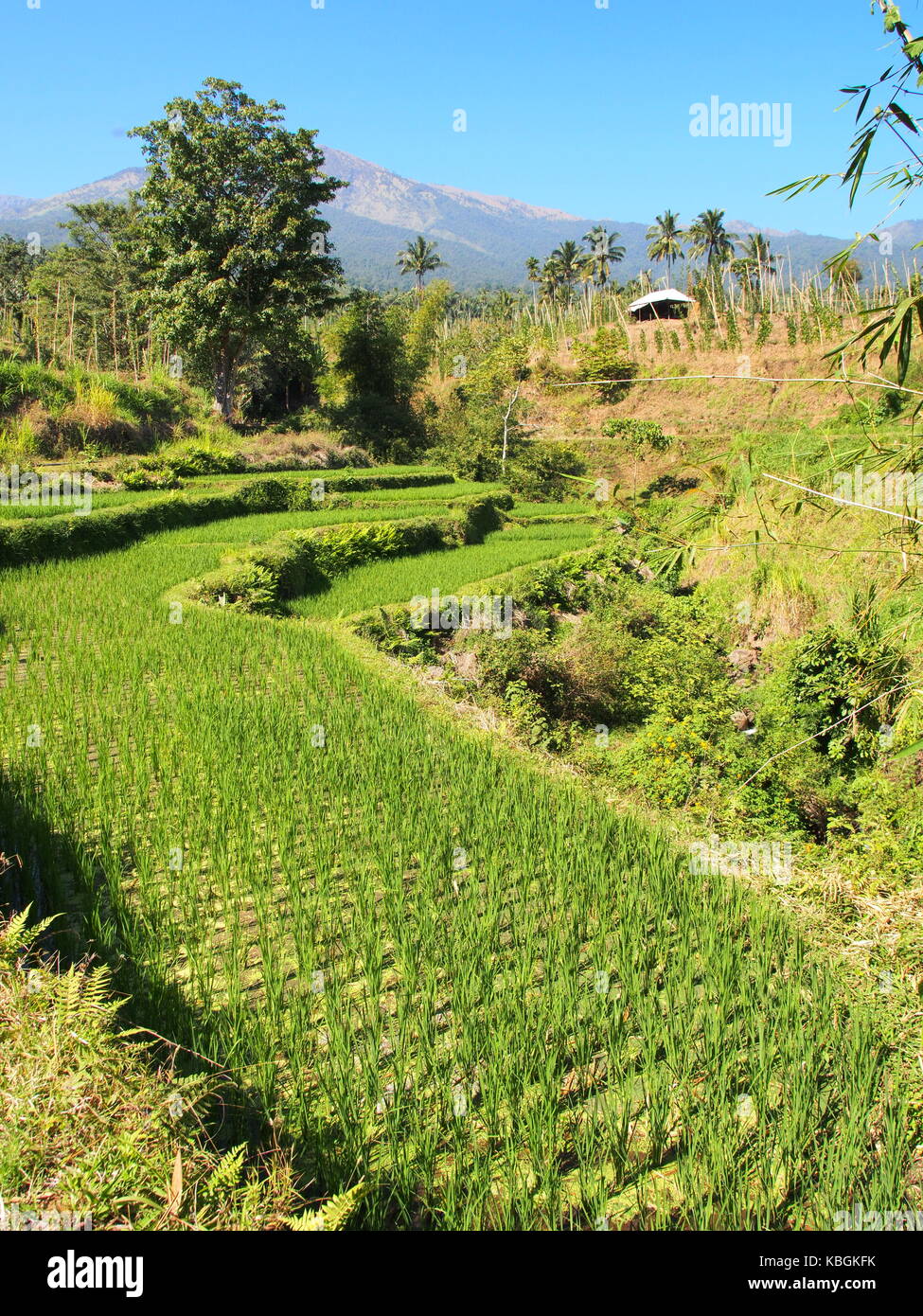 Rice field, Lombok, Indonesia Stock Photo - Alamy