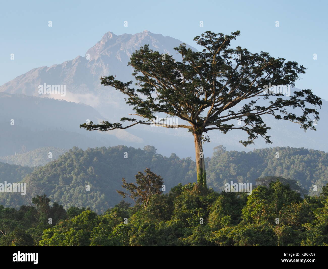 Tree in indonesia hi-res stock photography and images - Alamy