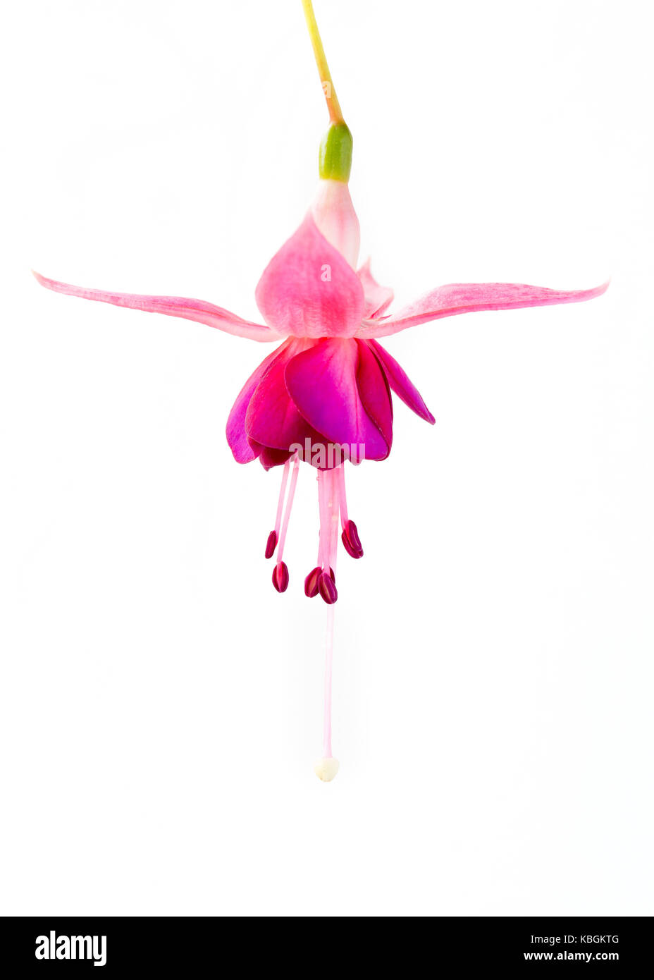 Beautiful pink fucshia flower on white Stock Photo - Alamy