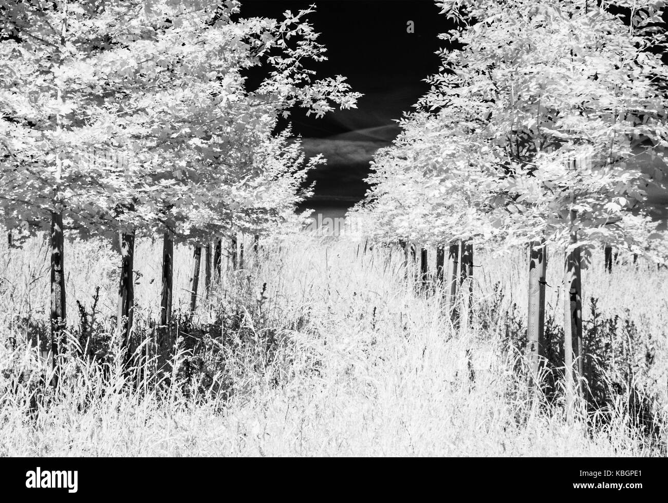 Grayscale shot tree in Black and White Stock Photos & Images - Alamy