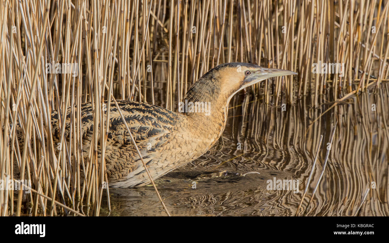 Close, side view of wild UK bittern (Botaurus stellaris) camouflaged in ...