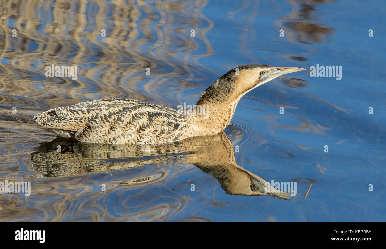 Close, side view of wild UK bittern bird (Botaurus stellaris) isolated ...