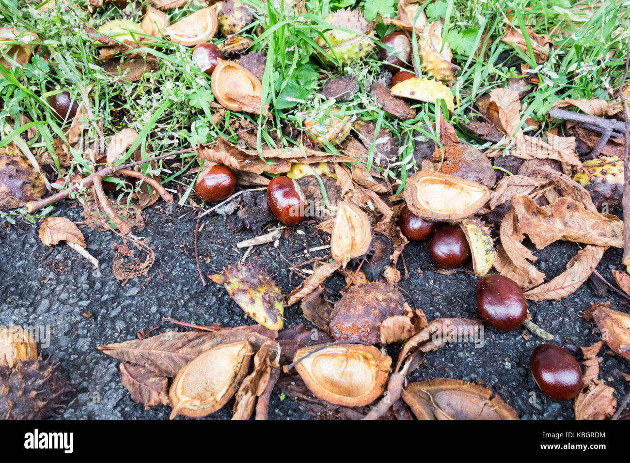 Autumn leaves and conker shells Stock Photo - Alamy