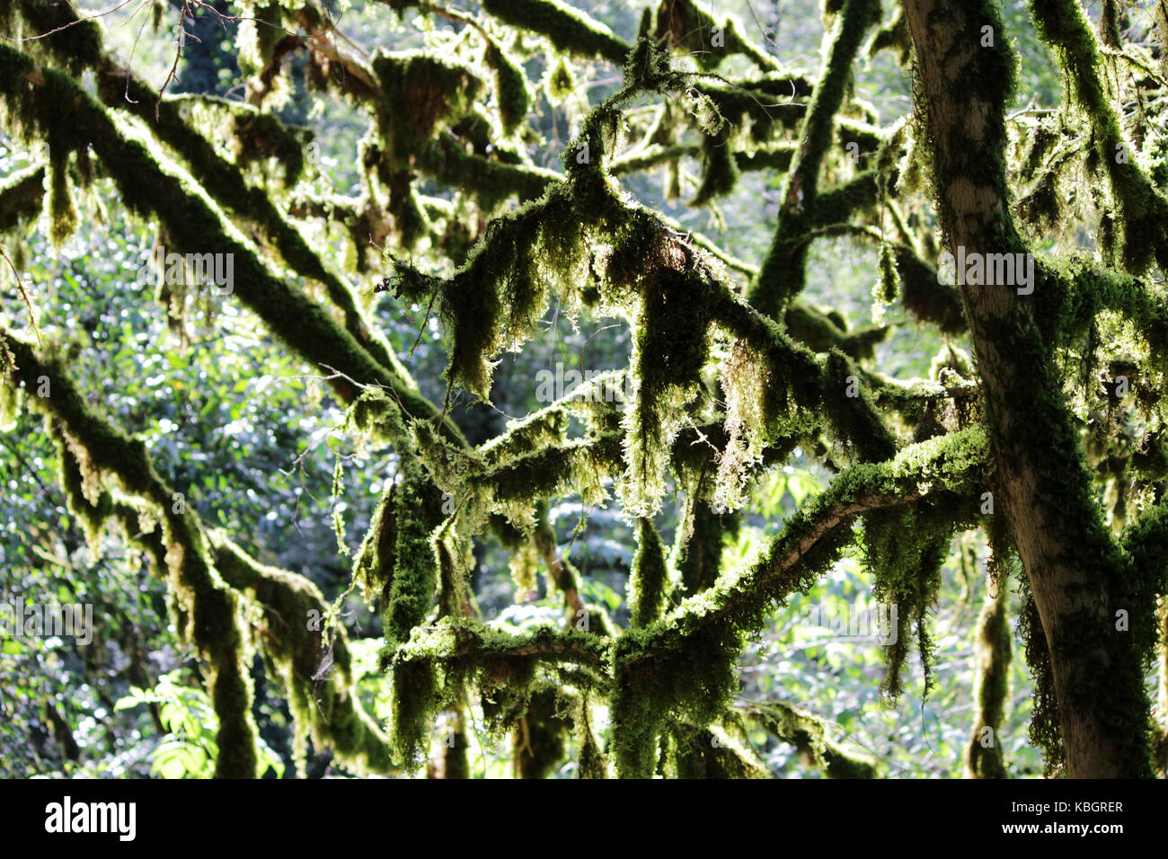 The yew tree and bookswood tree grove is a natural site in the Host ...