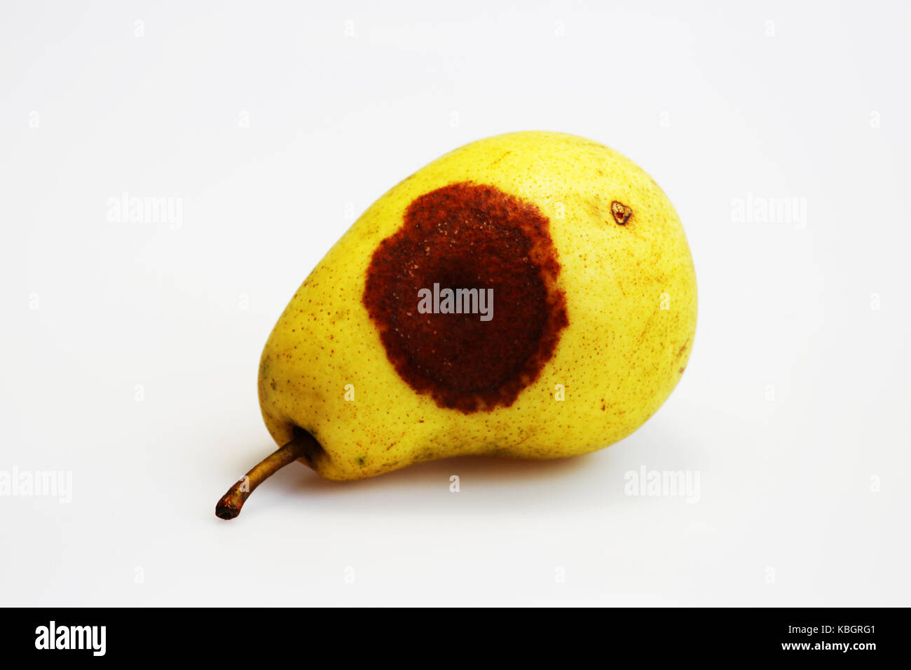 wormy yellow small pear with signs of rot Stock Photo - Alamy