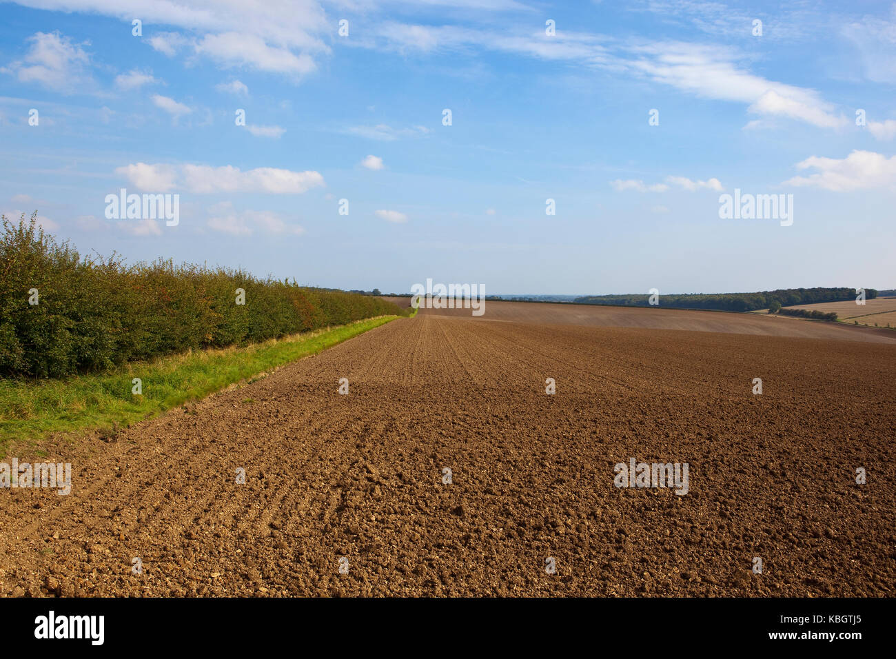 a newly cultivated undulating field with a hawthorn hedgerow and vale ...