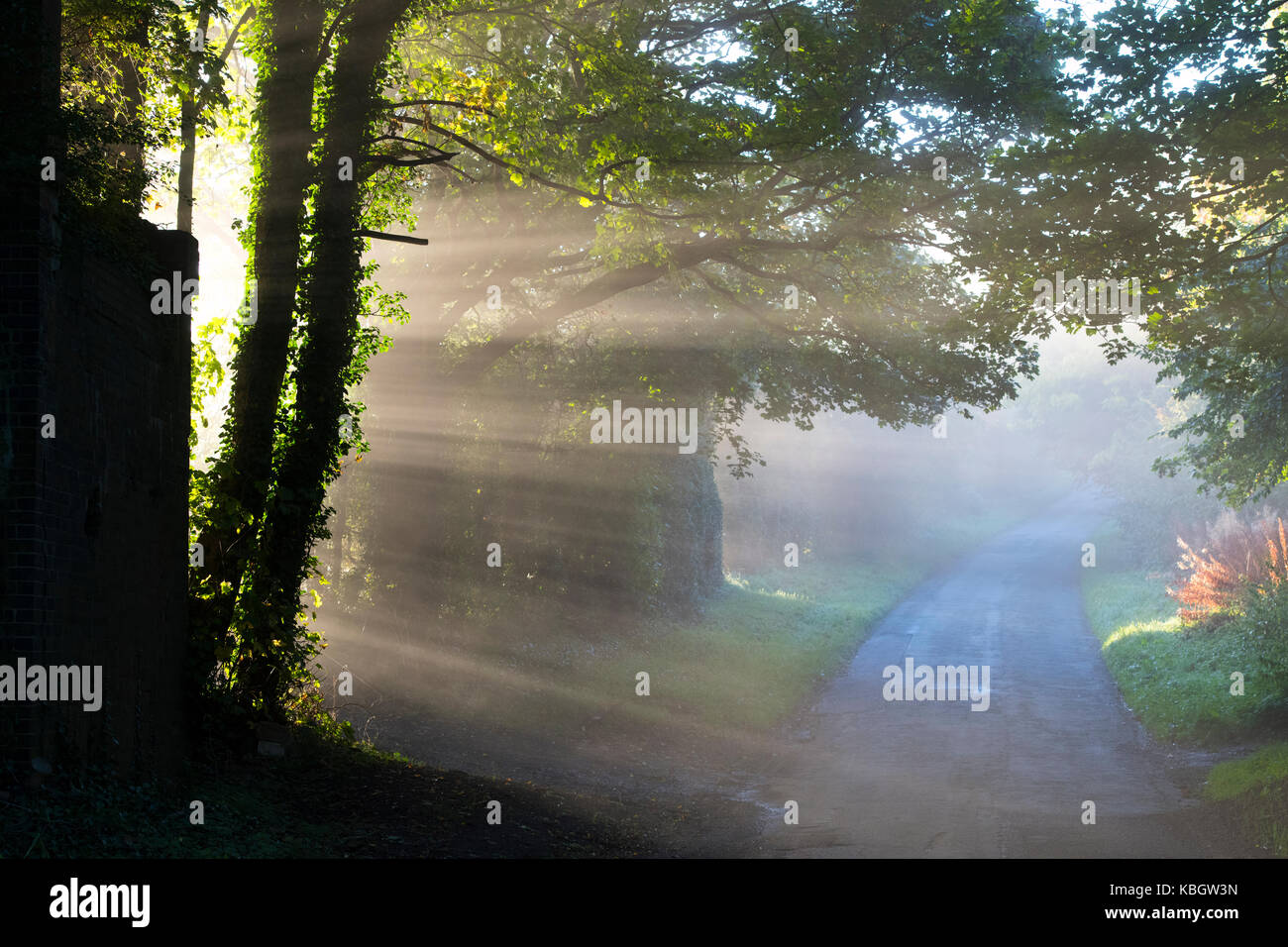 Early morning sunrays through mist across a country road in the ...