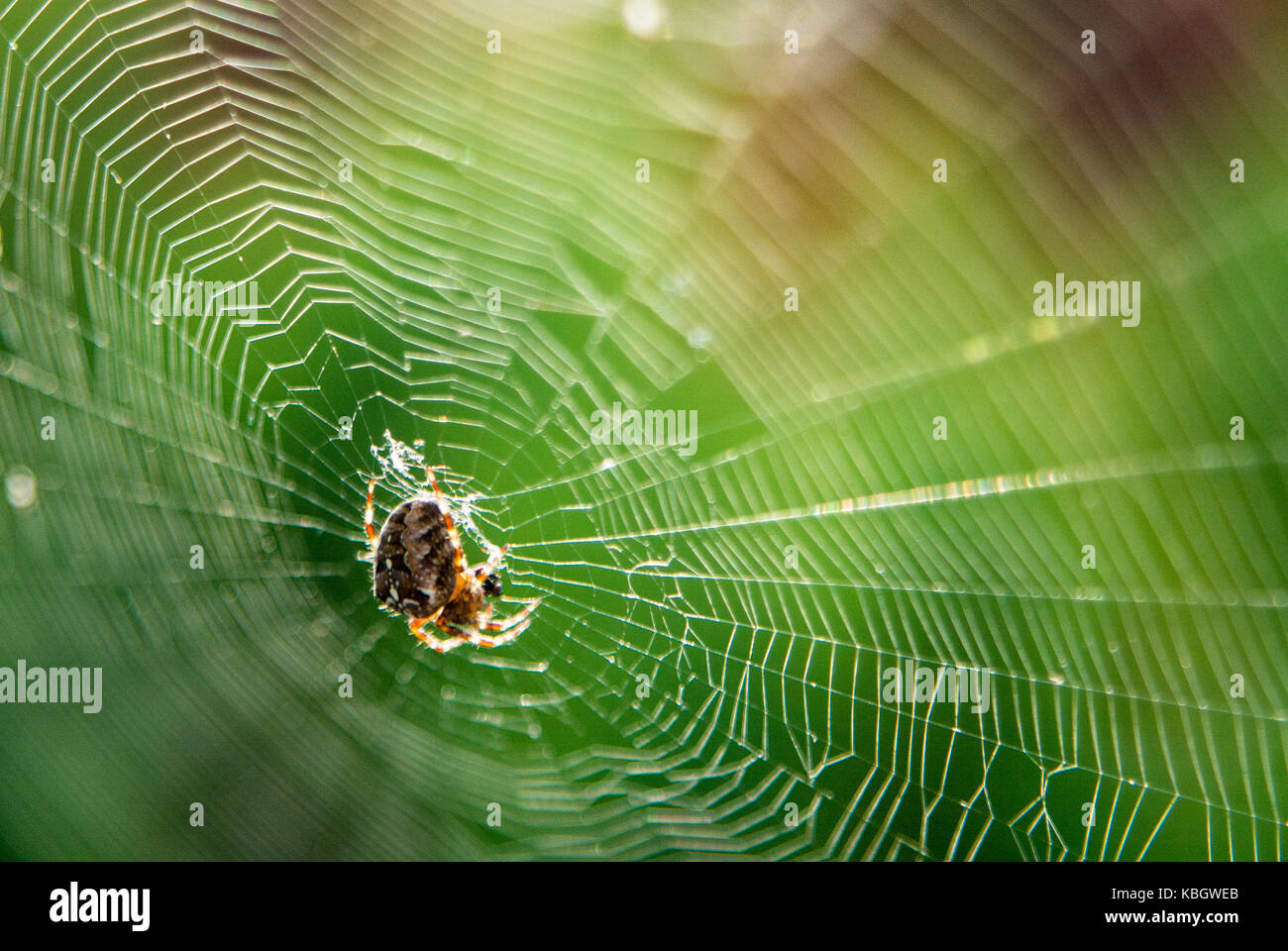 Garden spider on its web in England in autumn Stock Photo - Alamy